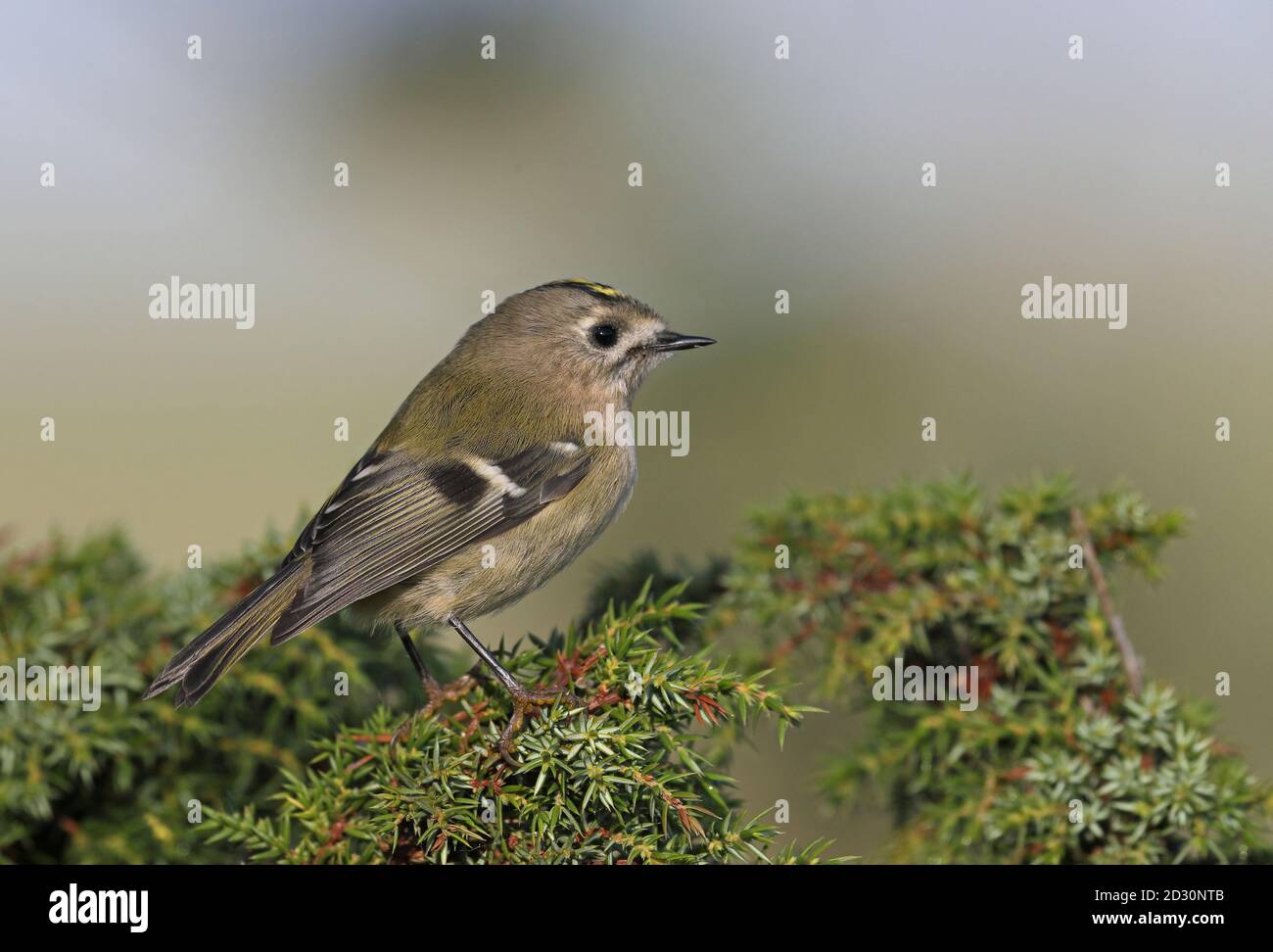 Goldcrest Bird High Resolution Stock Photography and Images - Alamy