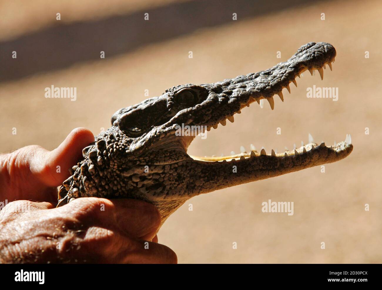 Zapata cuba fish hi-res stock photography and images - Alamy