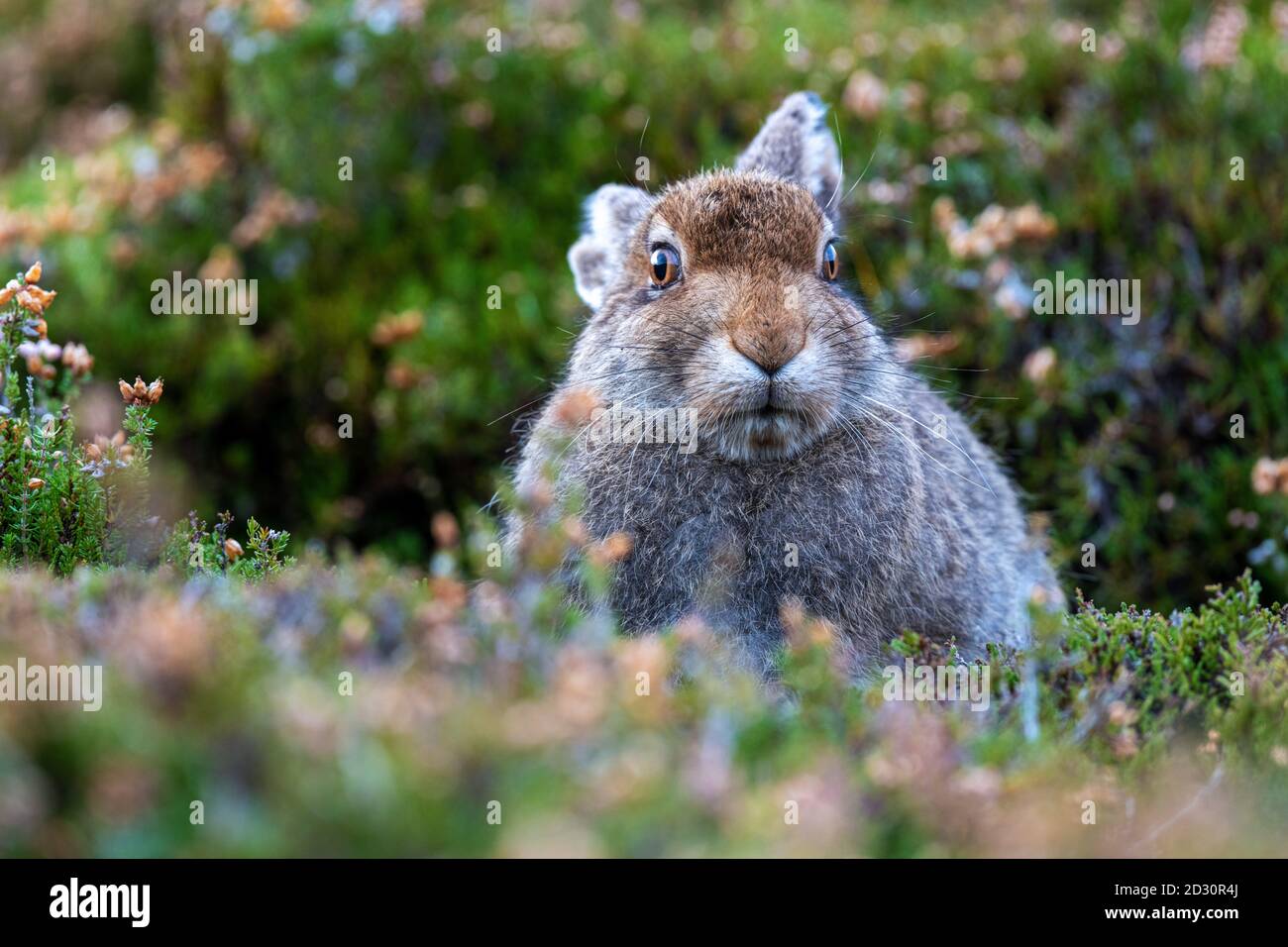 Mountain hare (lepus timidus) leveret Stock Photo - Alamy