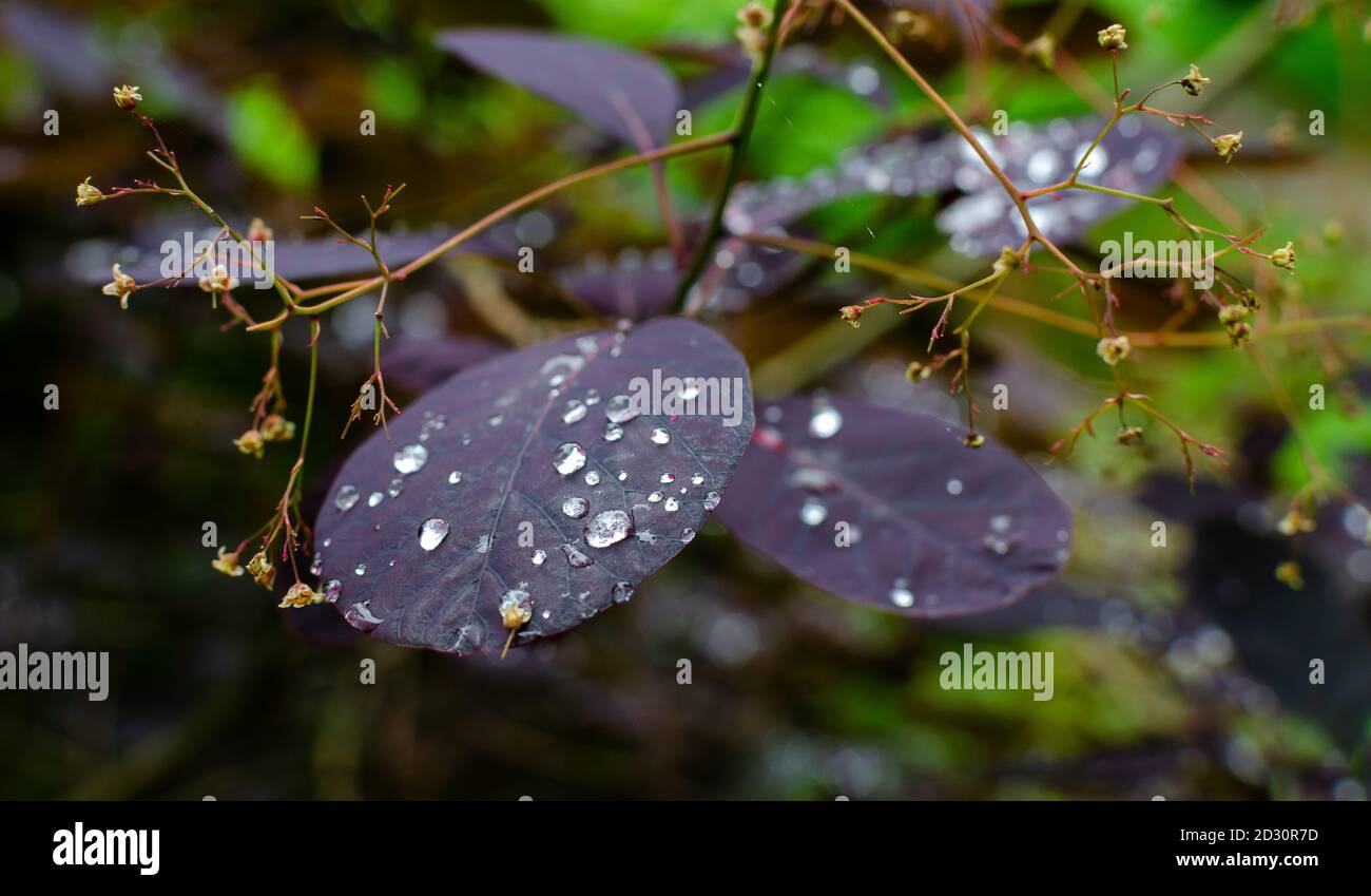 Purple leaves of cotinus coggygria with waterdrops in summer. Close up ...