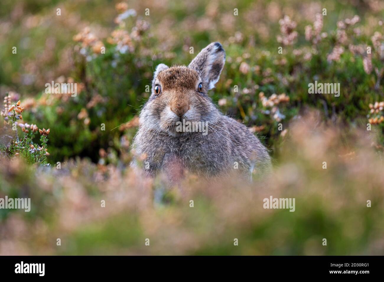 Mountain hare (lepus timidus) leveret Stock Photo - Alamy