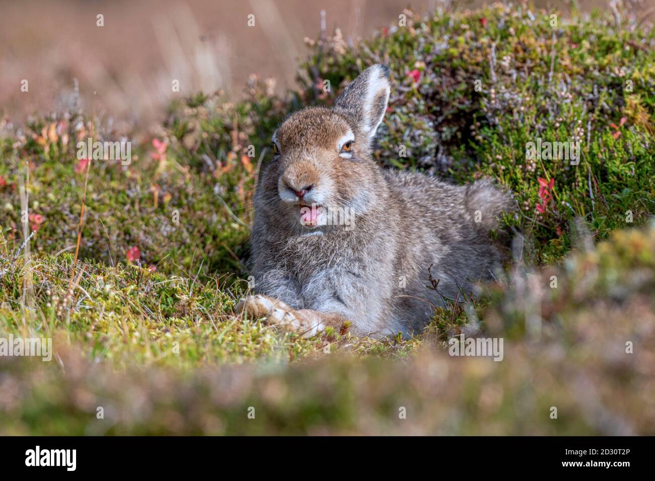 Mountain hare stretch hi-res stock photography and images - Alamy