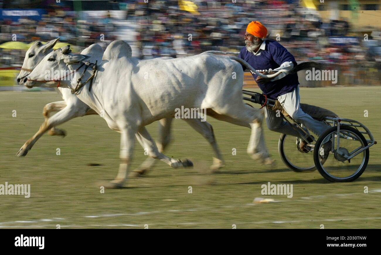 Indian Bullock Cart Race High Resolution Stock Photography and Images ...