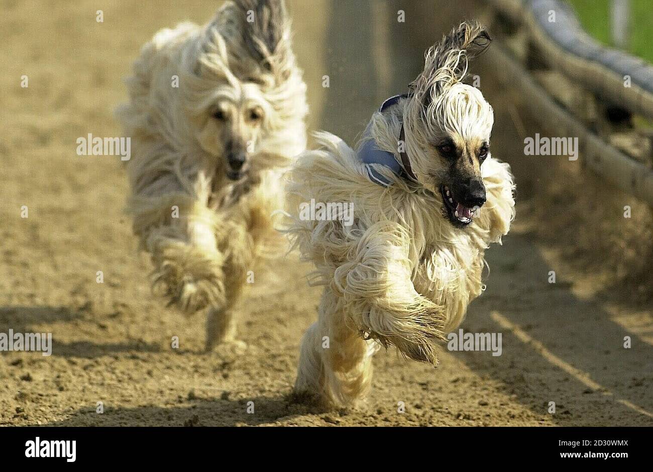 On the hottest weekend in the UK so far this year, Afghan Hounds race ...