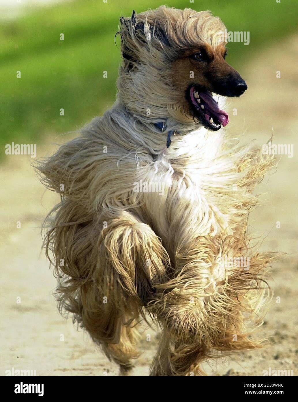 On the hottest weekend in the UK so far this year, Afghan Hounds race ...