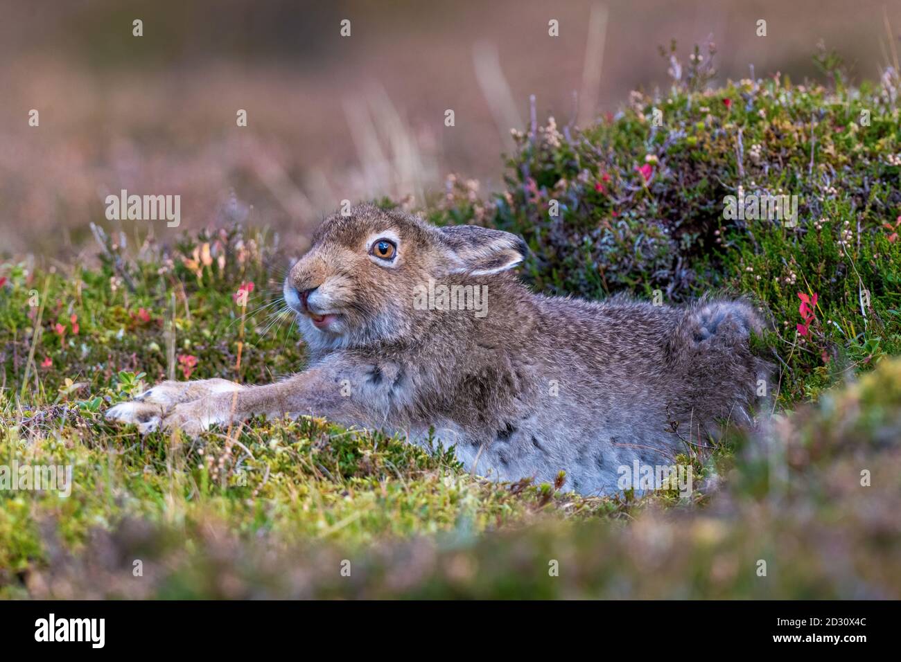 Arctic hare stretching hi-res stock photography and images - Alamy