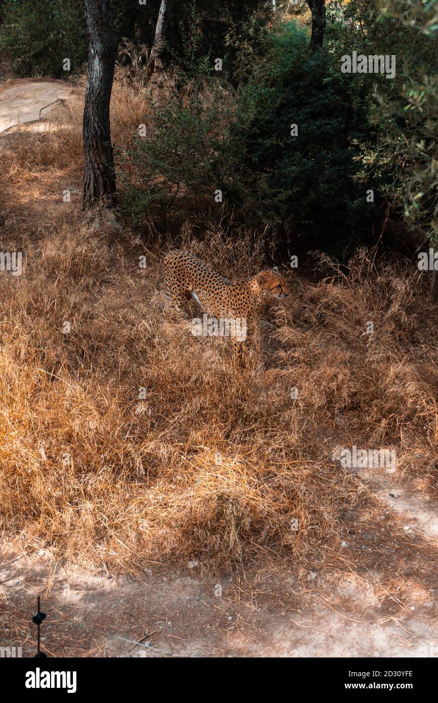 Vertical shot beautiful leopard hi-res stock photography and images - Alamy