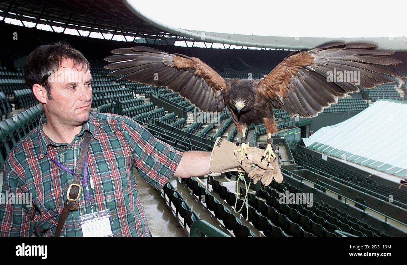 NO COMMERCIAL USE: Hamish the Harris Hawk and falconer Wayne Davis work ...