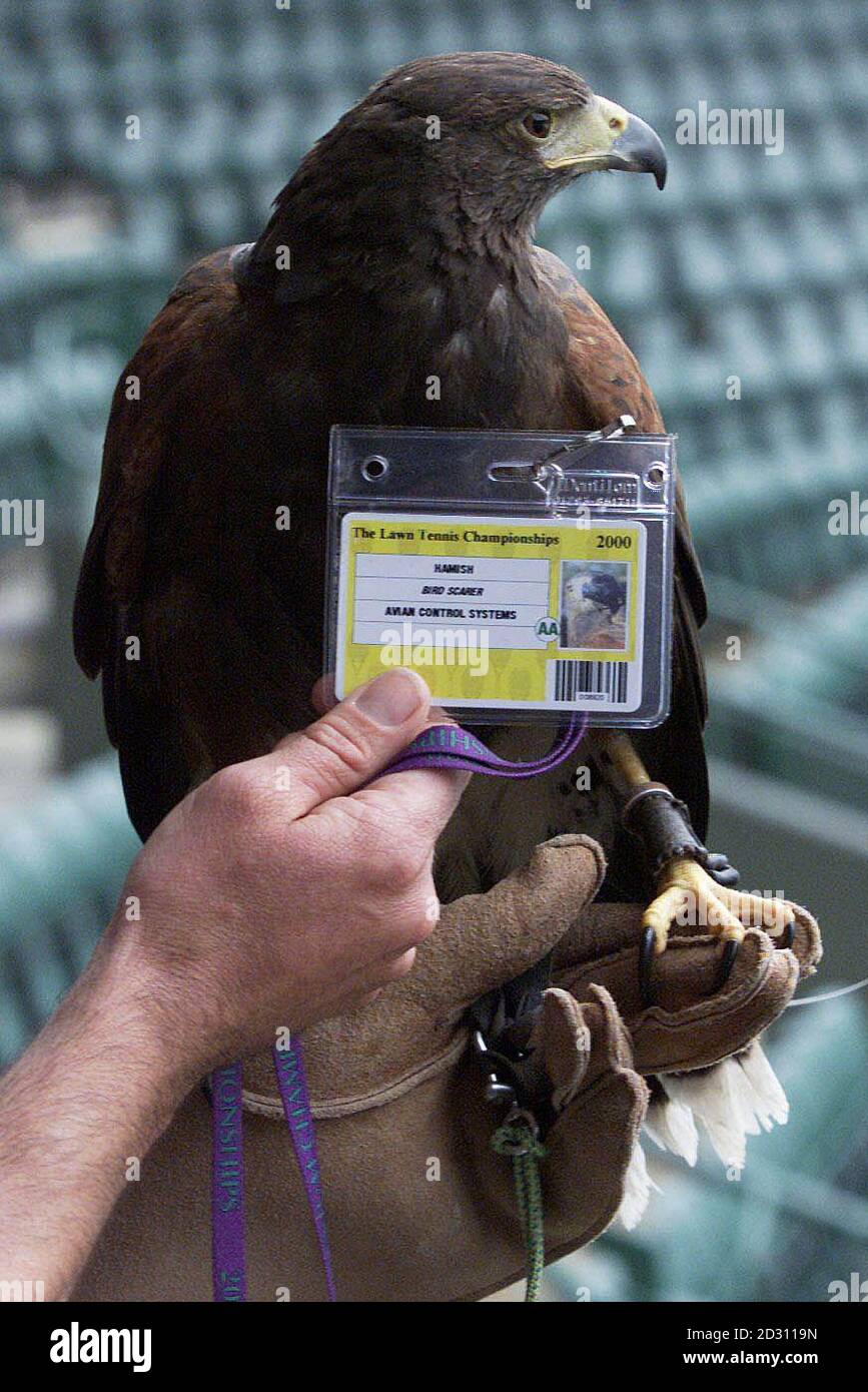 NO COMMERCIAL USE: Hamish the Harris Hawk prepares to work on Number ...