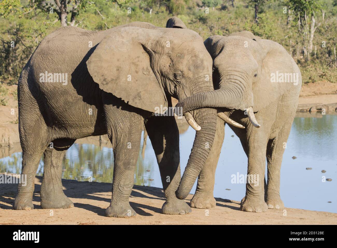 Elephants hugging hi-res stock photography and images - Alamy