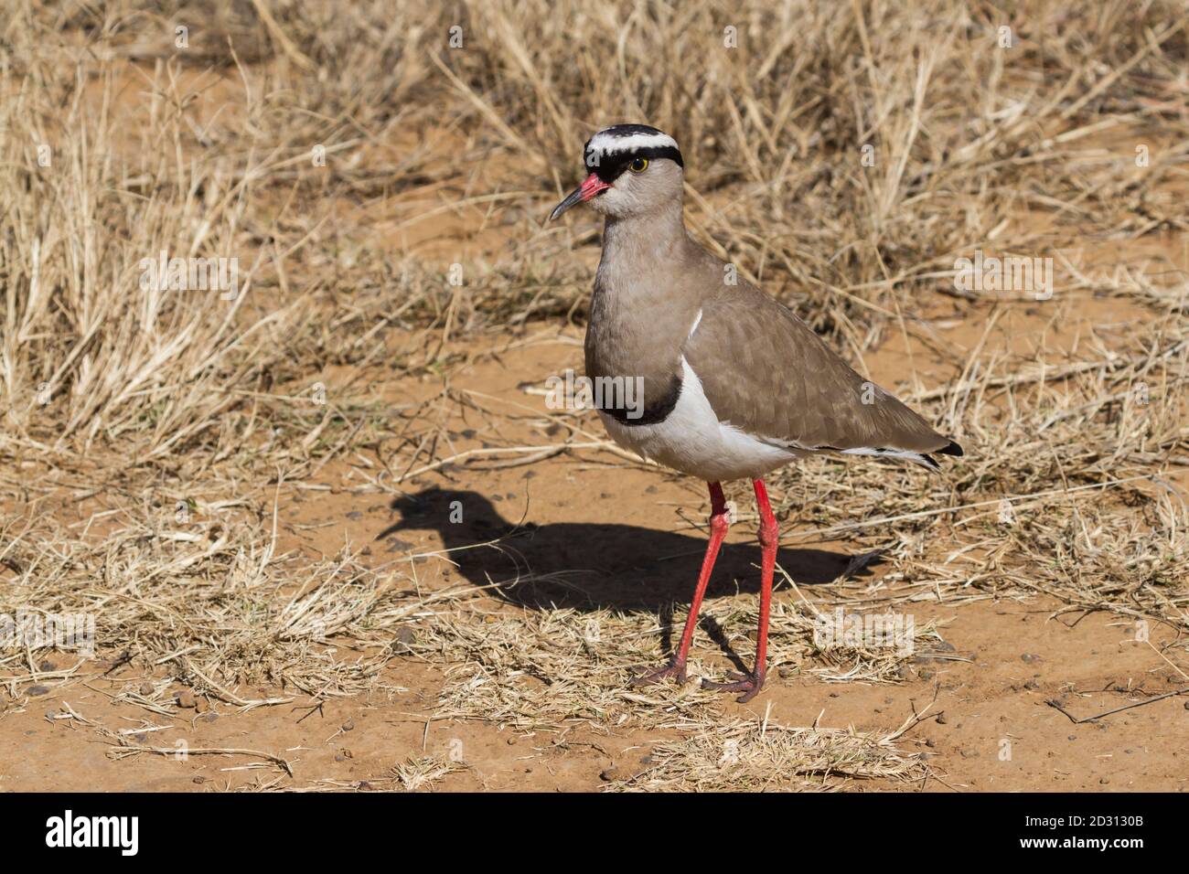 Lapwing feathers close up hi-res stock photography and images - Alamy