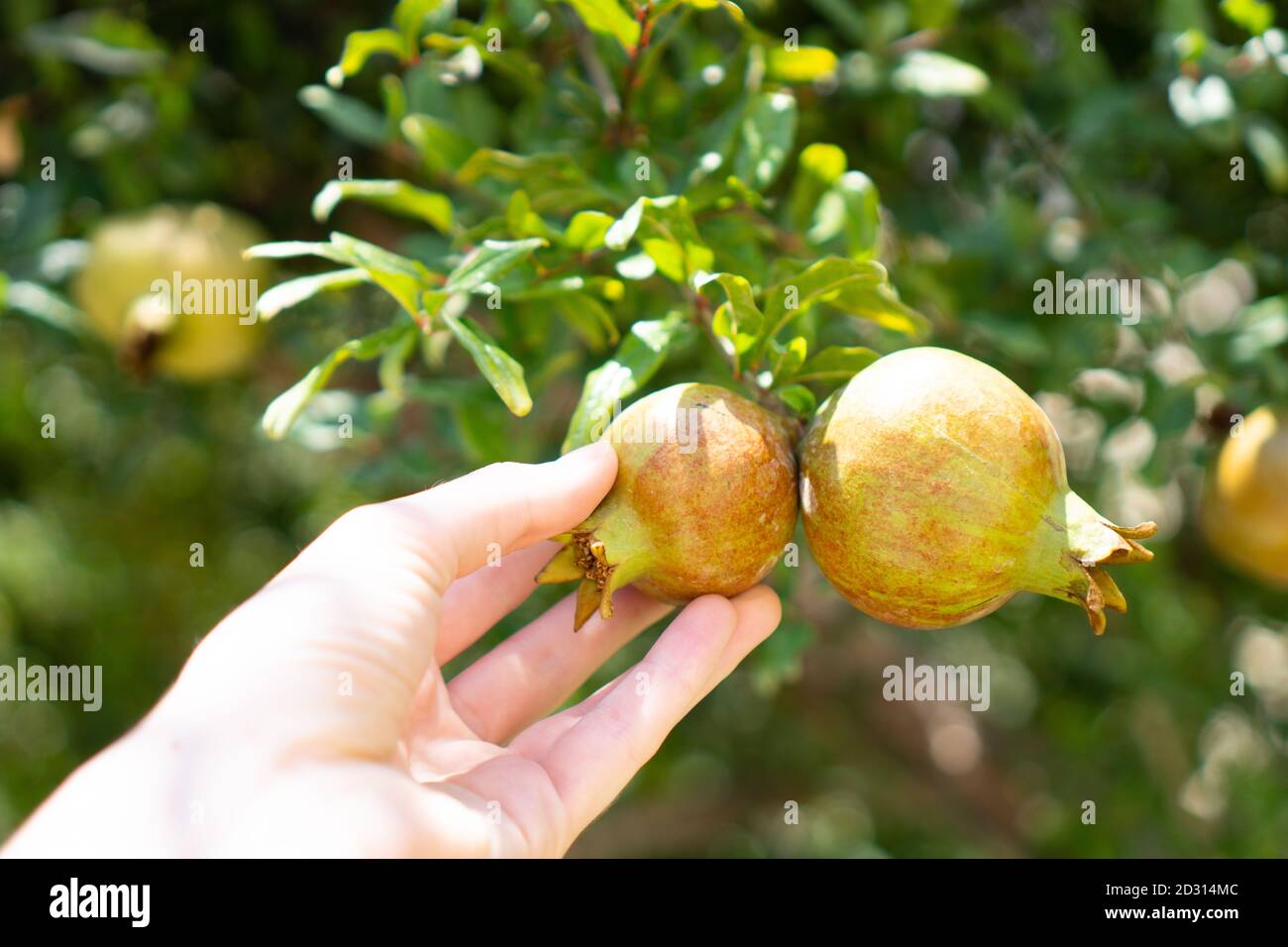 Not ripe small pomegranates fruit on a tree branch in the garden ...