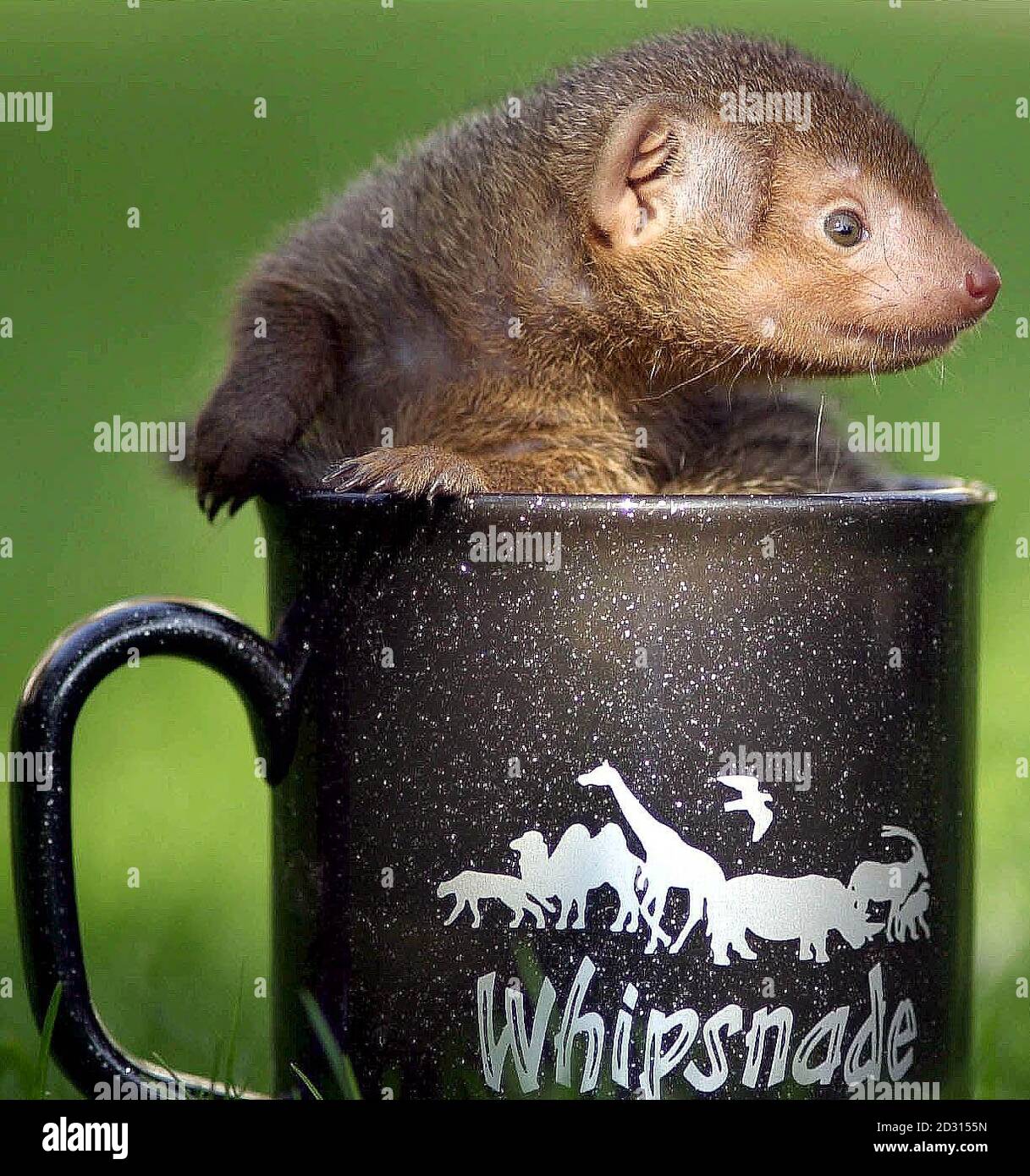 A six-week-old dwarf Mongoose which has been hand reared from birth ...