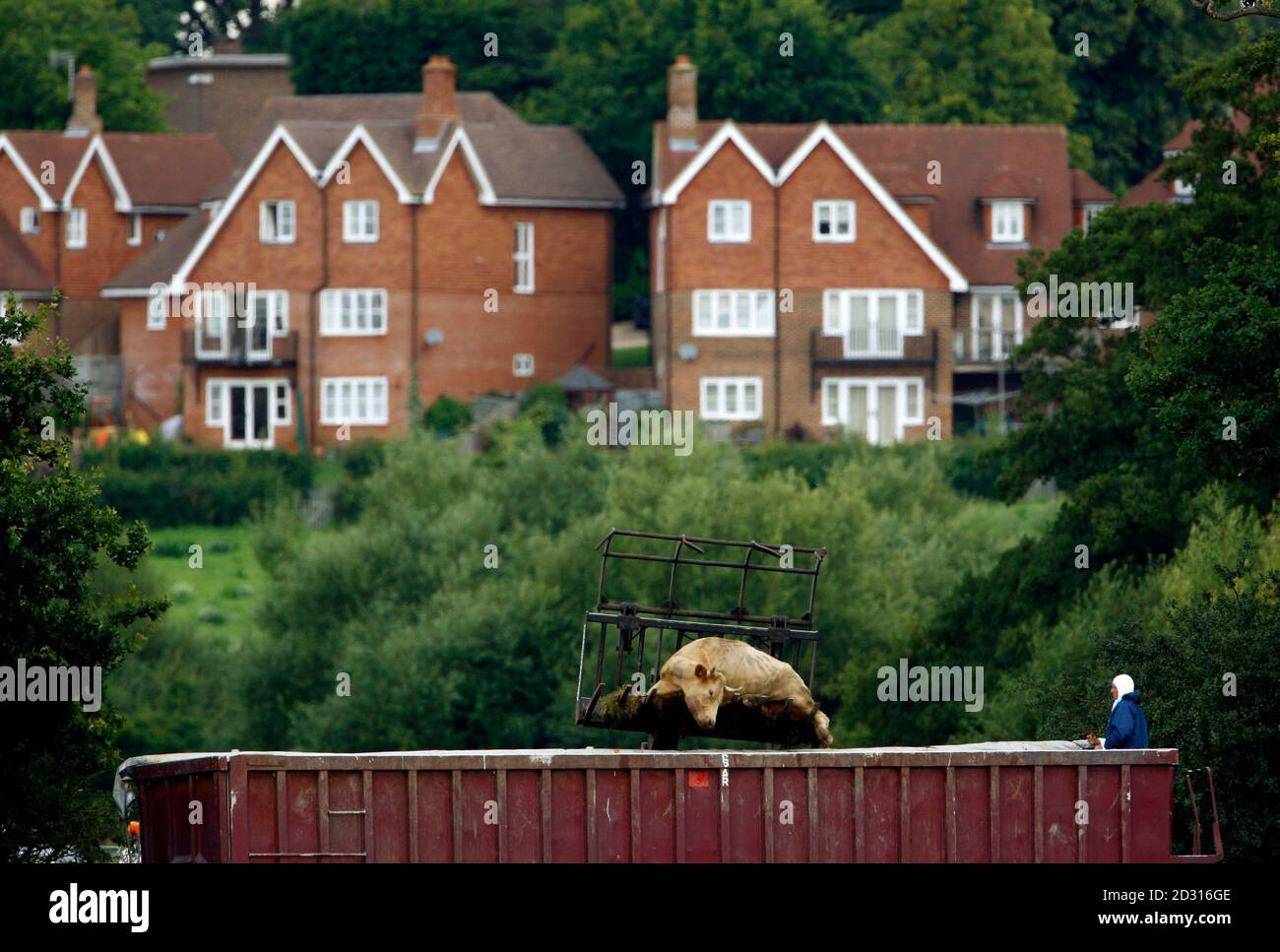 Animal disease dead cattle hi-res stock photography and images - Alamy