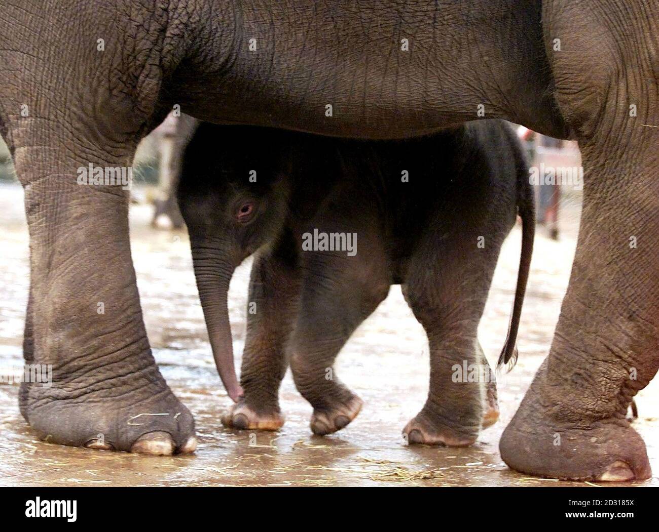 A four-day-old Asian Elephant, born to fifteen-year-old Thi-Hi-Way ...