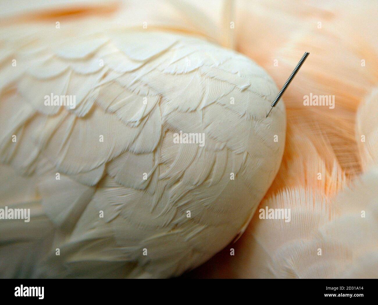 Doctor needle wing hi-res stock photography and images - Alamy