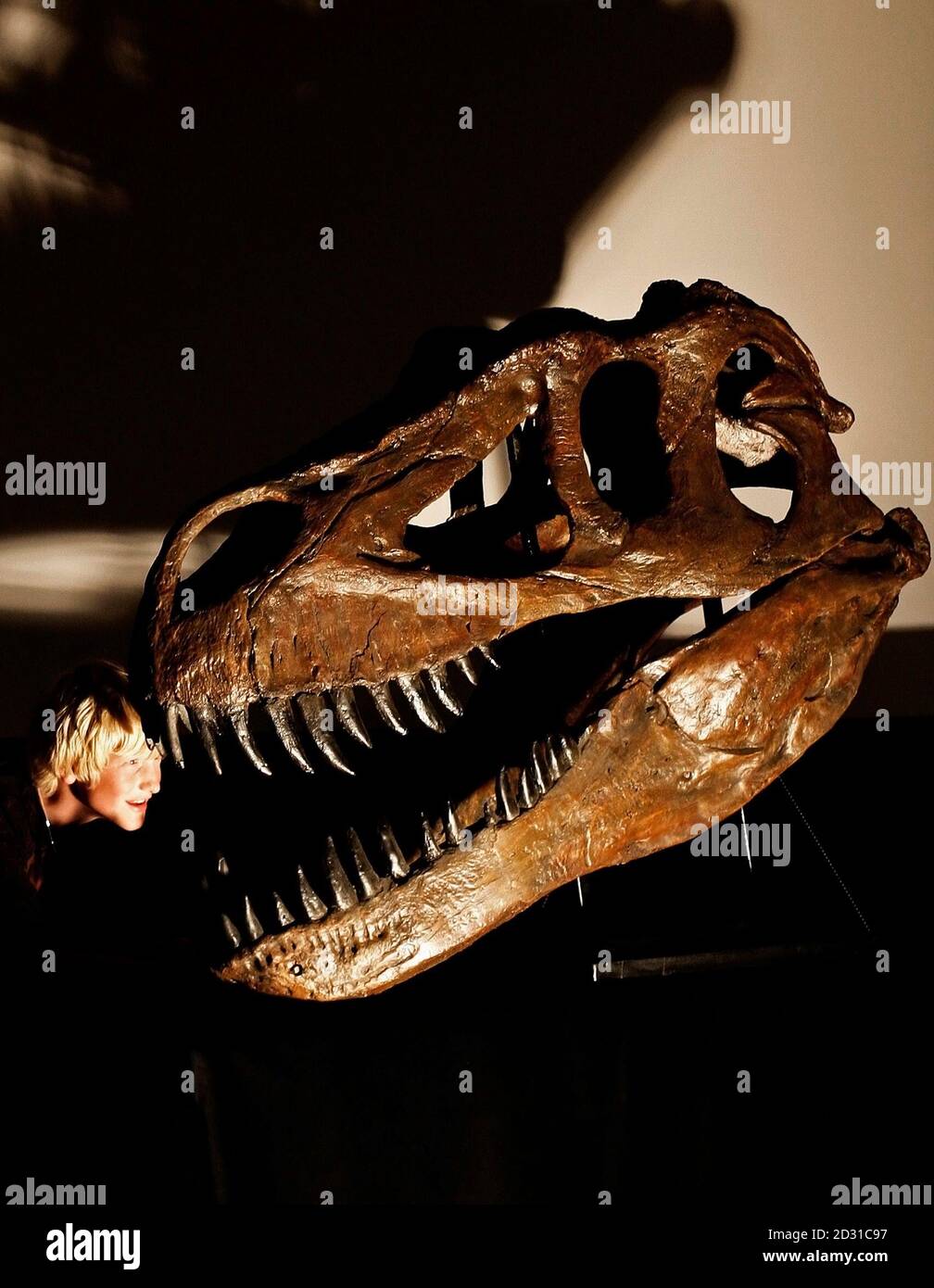 Torvosaurus skull hi-res stock photography and images - Alamy