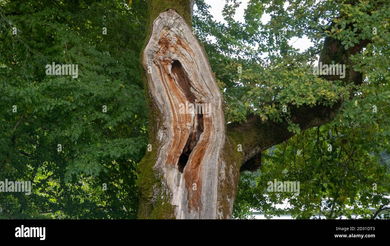 Tree Cave High Resolution Stock Photography and Images - Alamy