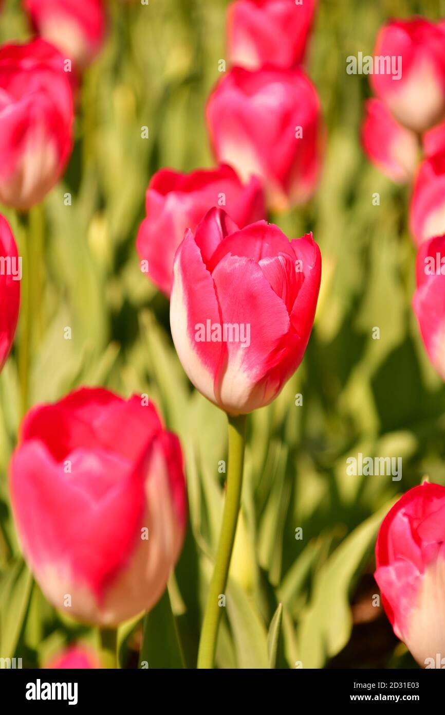 Image of pink tulip hi-res stock photography and images - Alamy