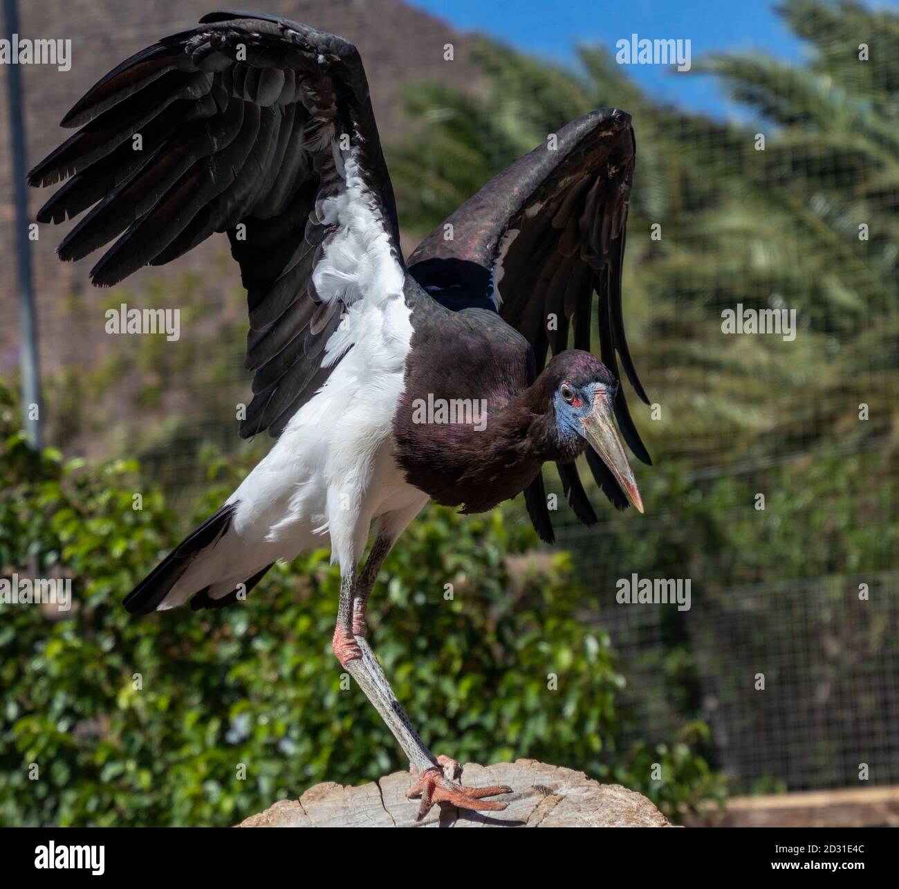 White-bellied stork with opened wings in a zoo Stock Photo - Alamy