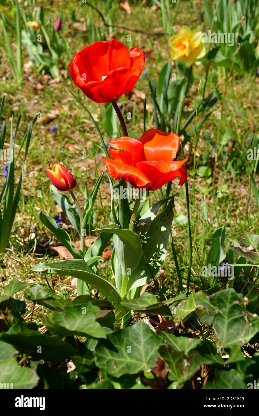 Red tulip in rays hi-res stock photography and images - Alamy