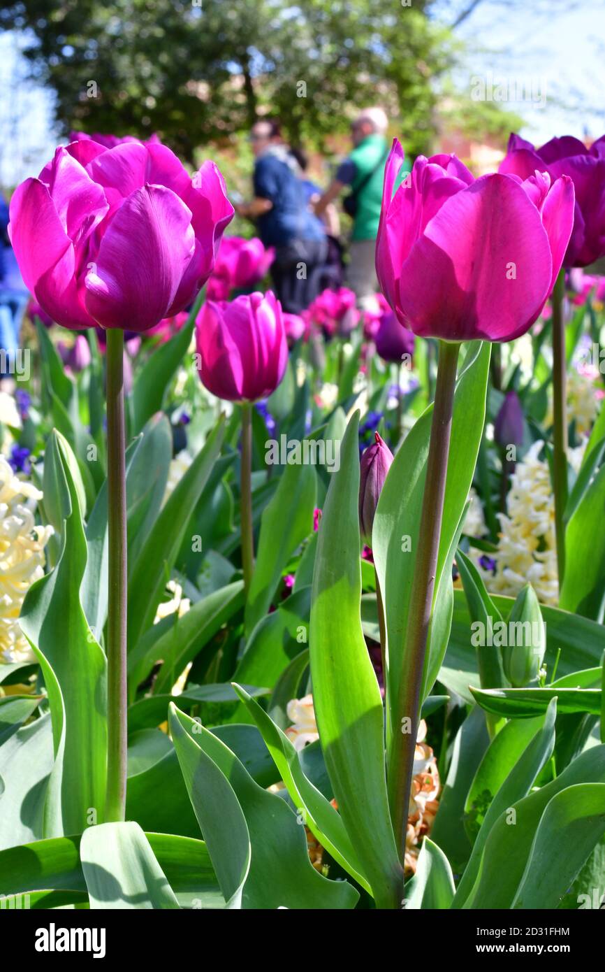 Image of pink tulip hi-res stock photography and images - Alamy