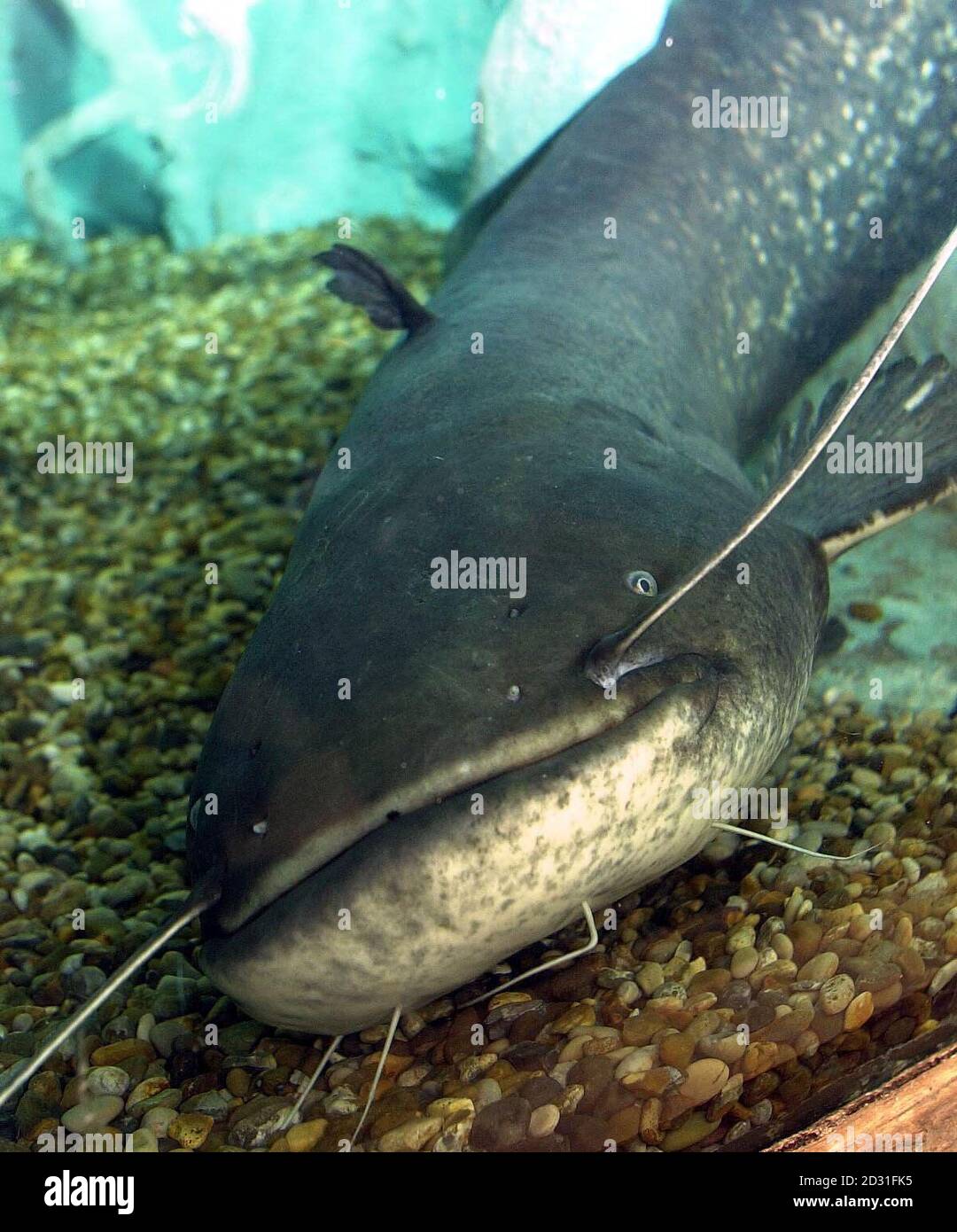 A five-foot long catfish nicknamed Hannibal the Cannibal which has been ...