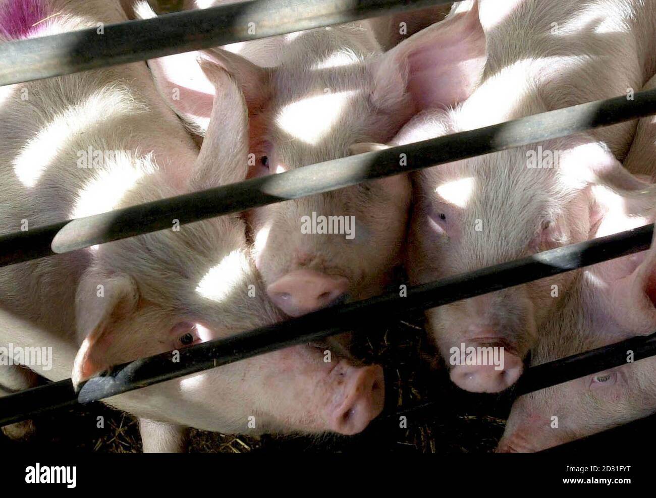 Empty livestock market hi-res stock photography and images - Alamy