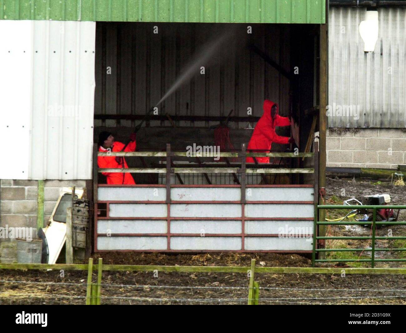 Spraying cows hi-res stock photography and images - Alamy