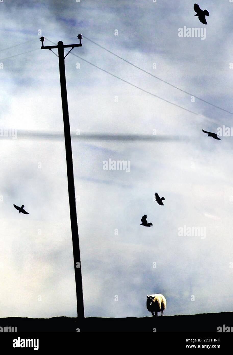 Farm sheep smoke animal disease hi-res stock photography and images - Alamy