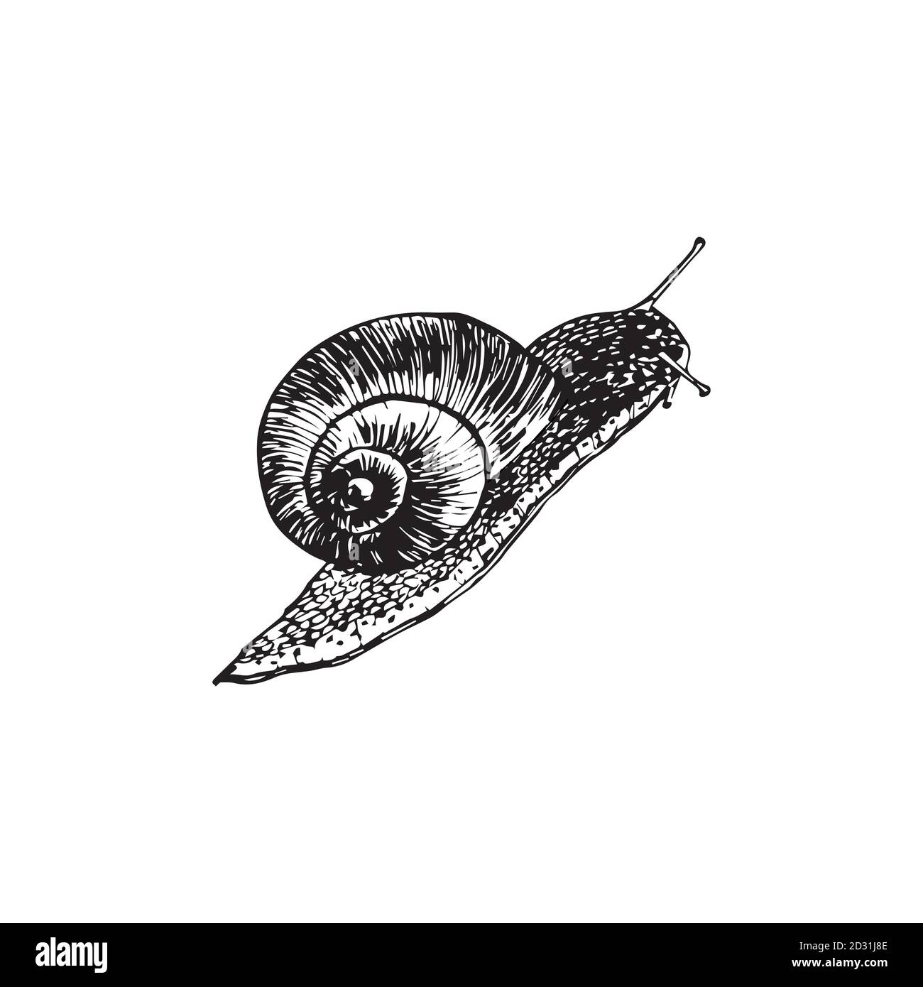 Snail hand drawing vintage style isolated on white background Stock ...