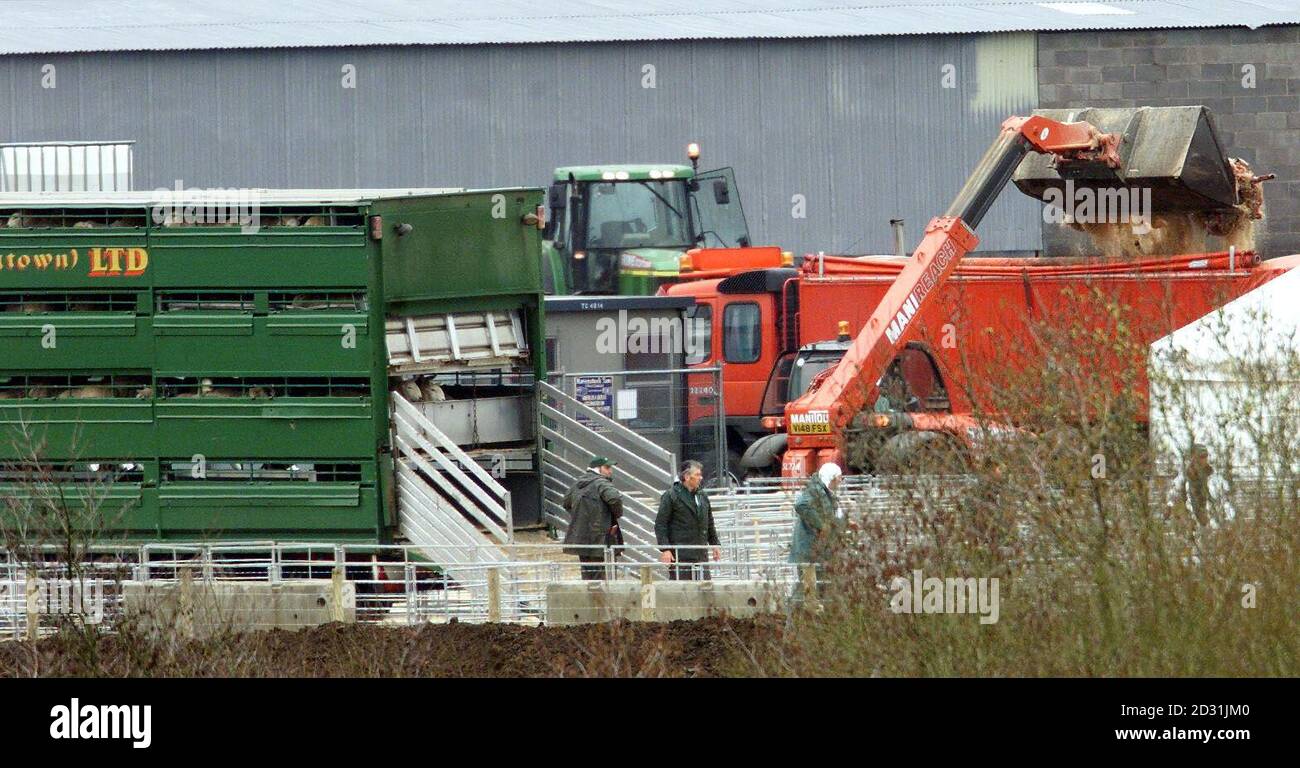 Live sheep in the lorry (L) wait to be slaughtered as culled sheep ...