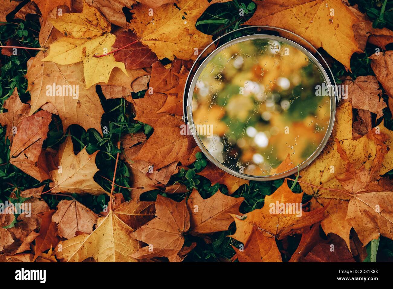 Colorful orange autumn background of fallen autumn maple leaves and ...