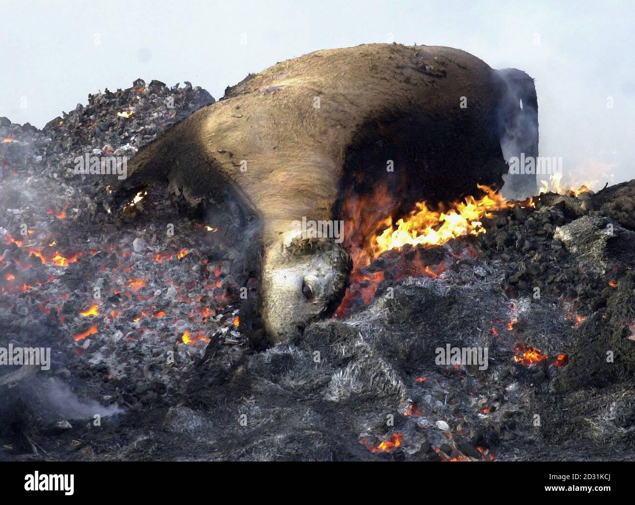 Burning cattle carcasses at Fortune Farm, North Nibley, Gloucestershire ...