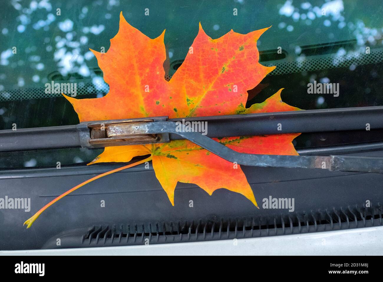 a beautiful maple leaf lies under the car wiper Stock Photo - Alamy