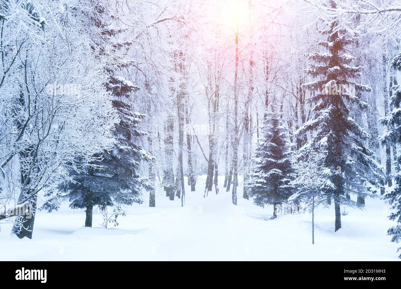 Winter fir tree christmas scene with sunlight. Fir branches covered ...