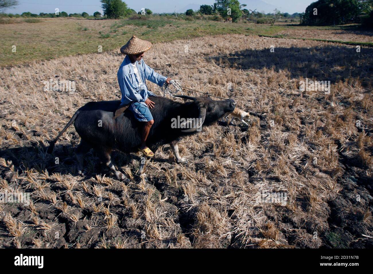 Farmer With His Carabao High Resolution Stock Photography and Images ...