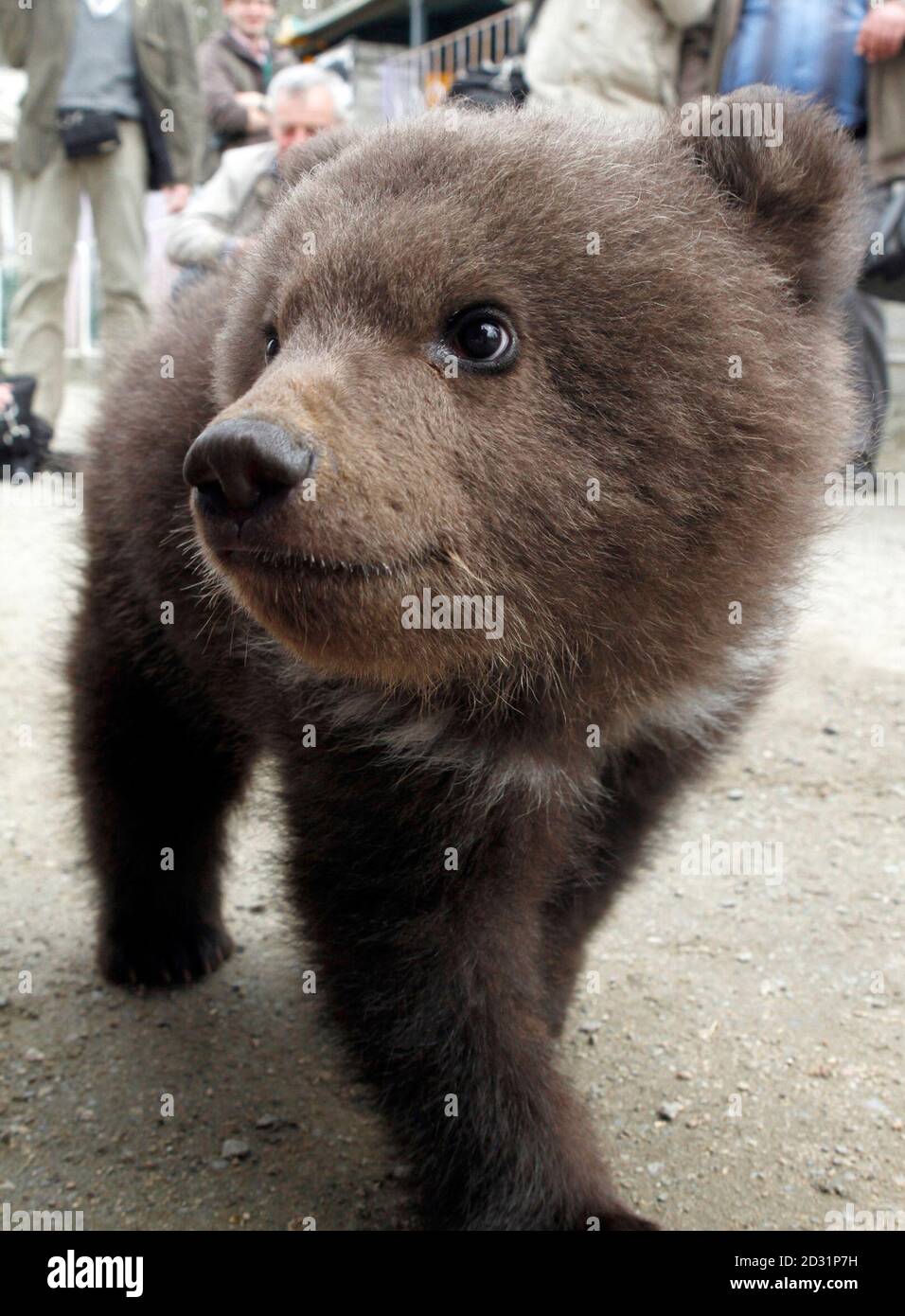Cub of the year hi-res stock photography and images - Alamy