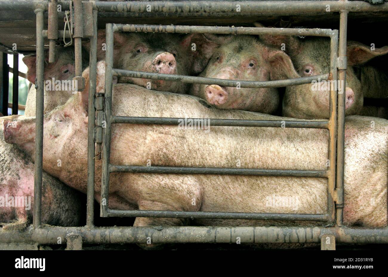 Butchering pigs hi-res stock photography and images - Alamy