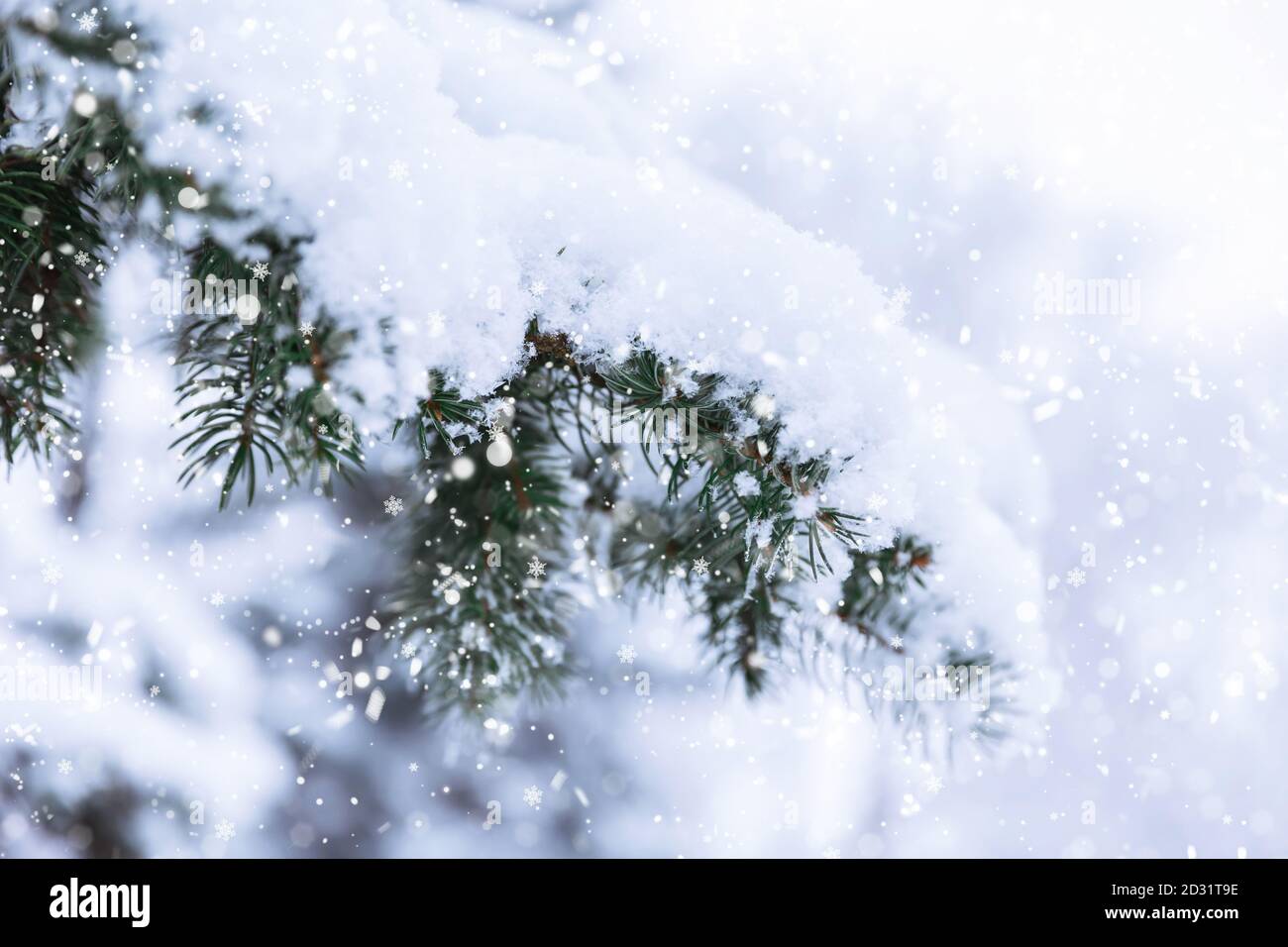 Winter fir tree christmas scene with sunlight. Fir branches covered ...
