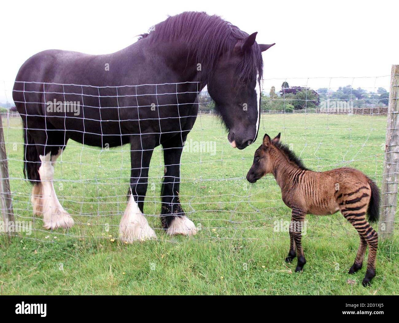 A cross between a zebra and Shetland pony that was born at Ostrich ...