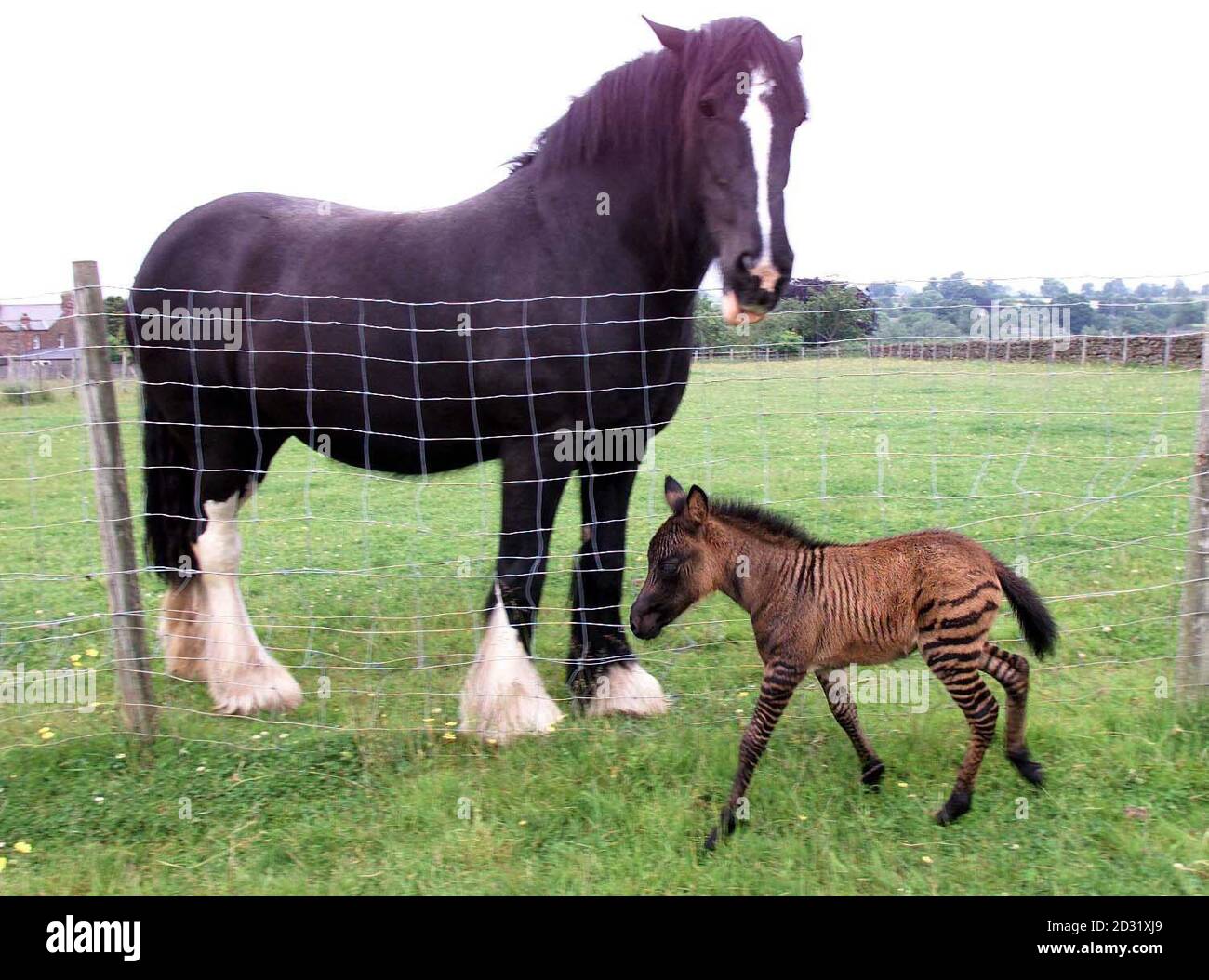 A cross between a zebra and Shetland pony that was born at Ostrich ...