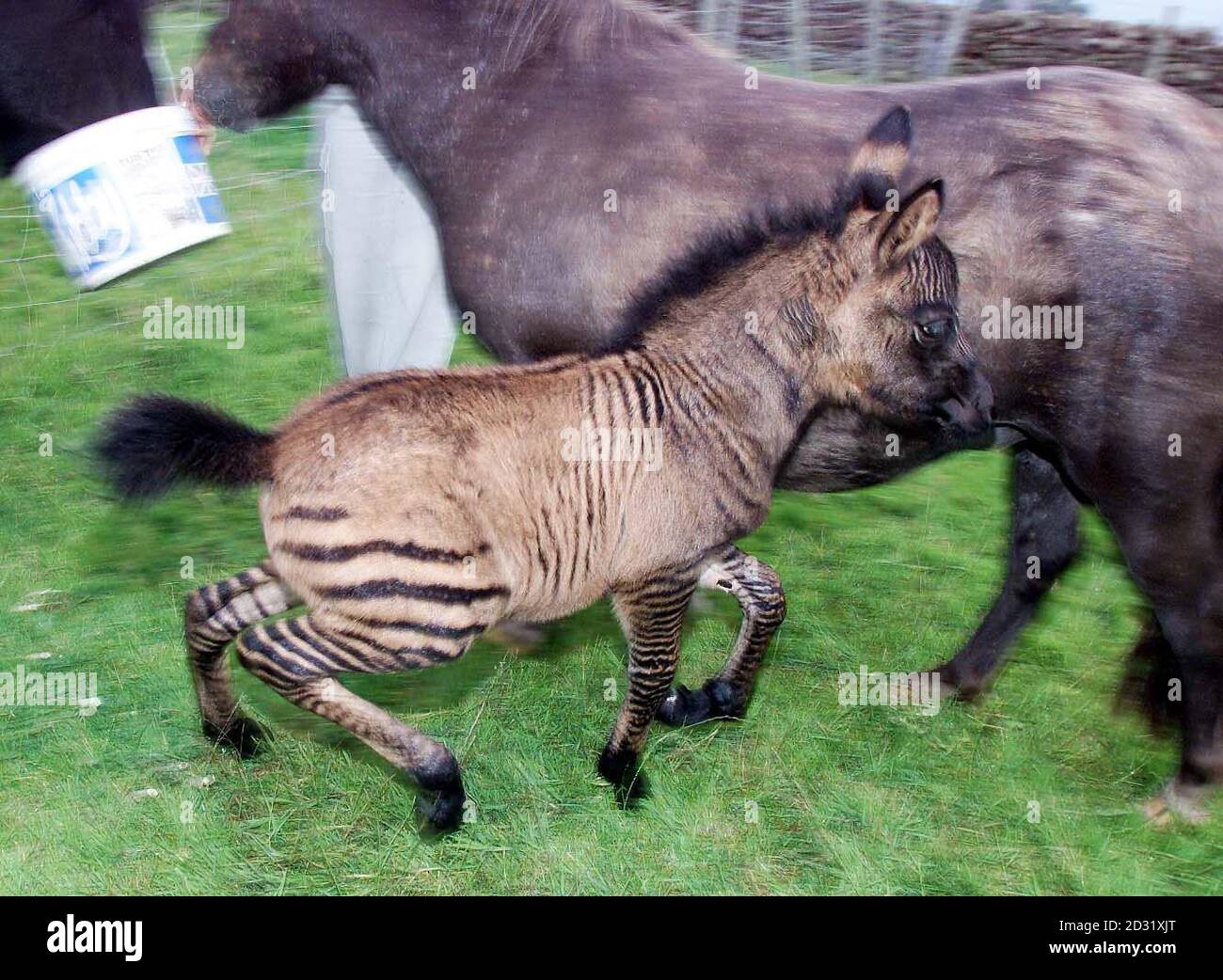 A cross between a zebra and Shetland pony that was born at Ostrich ...