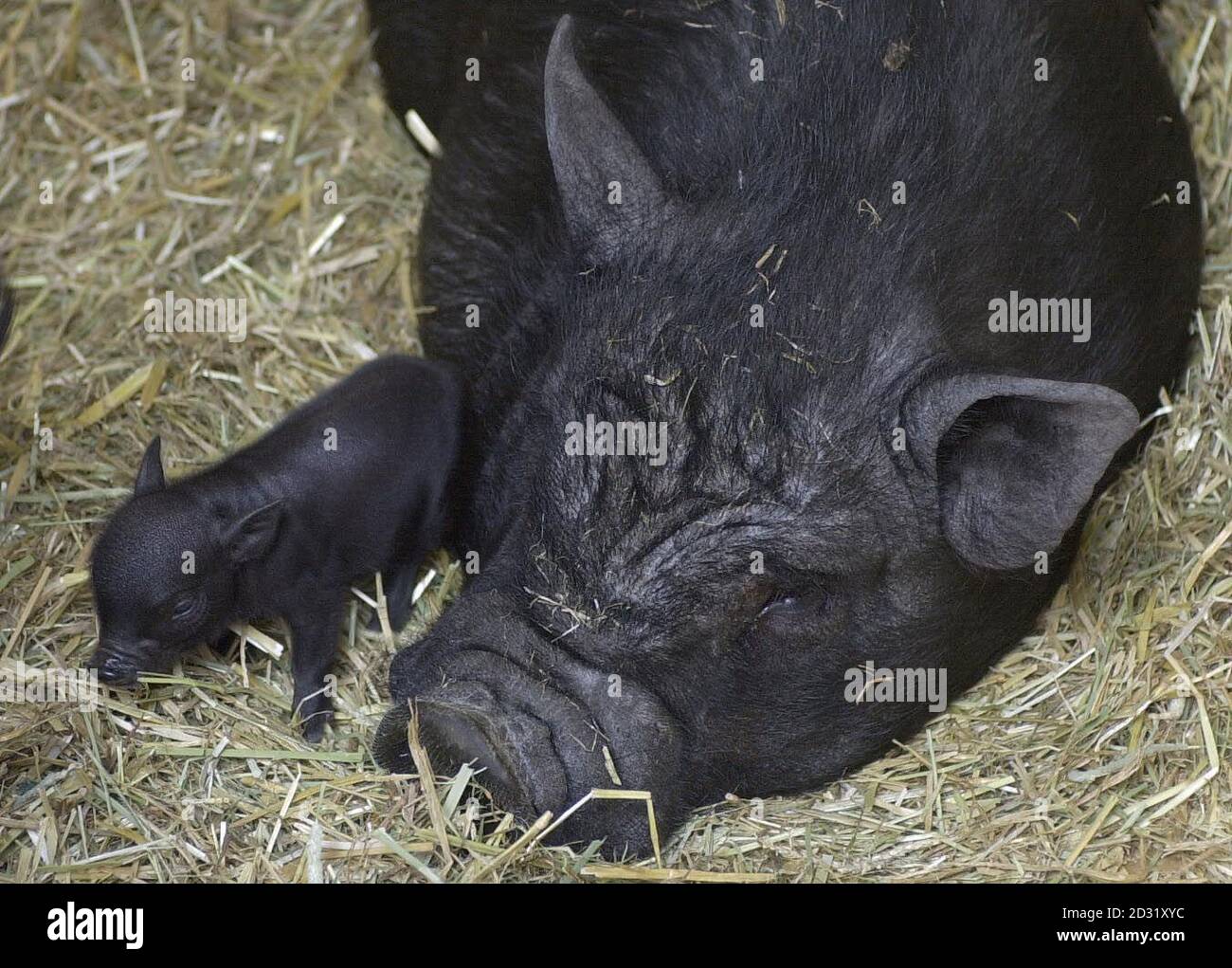 Vietnamese piglets hi-res stock photography and images - Alamy