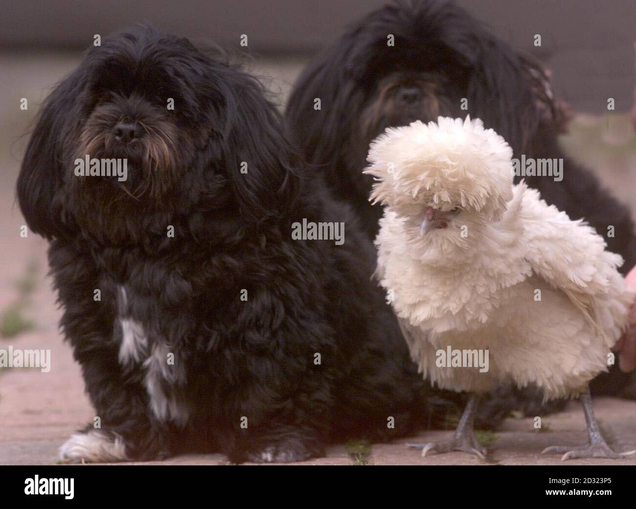 Miss Millie, a four-year-old rare Frizzled Polish hen, which crows at ...