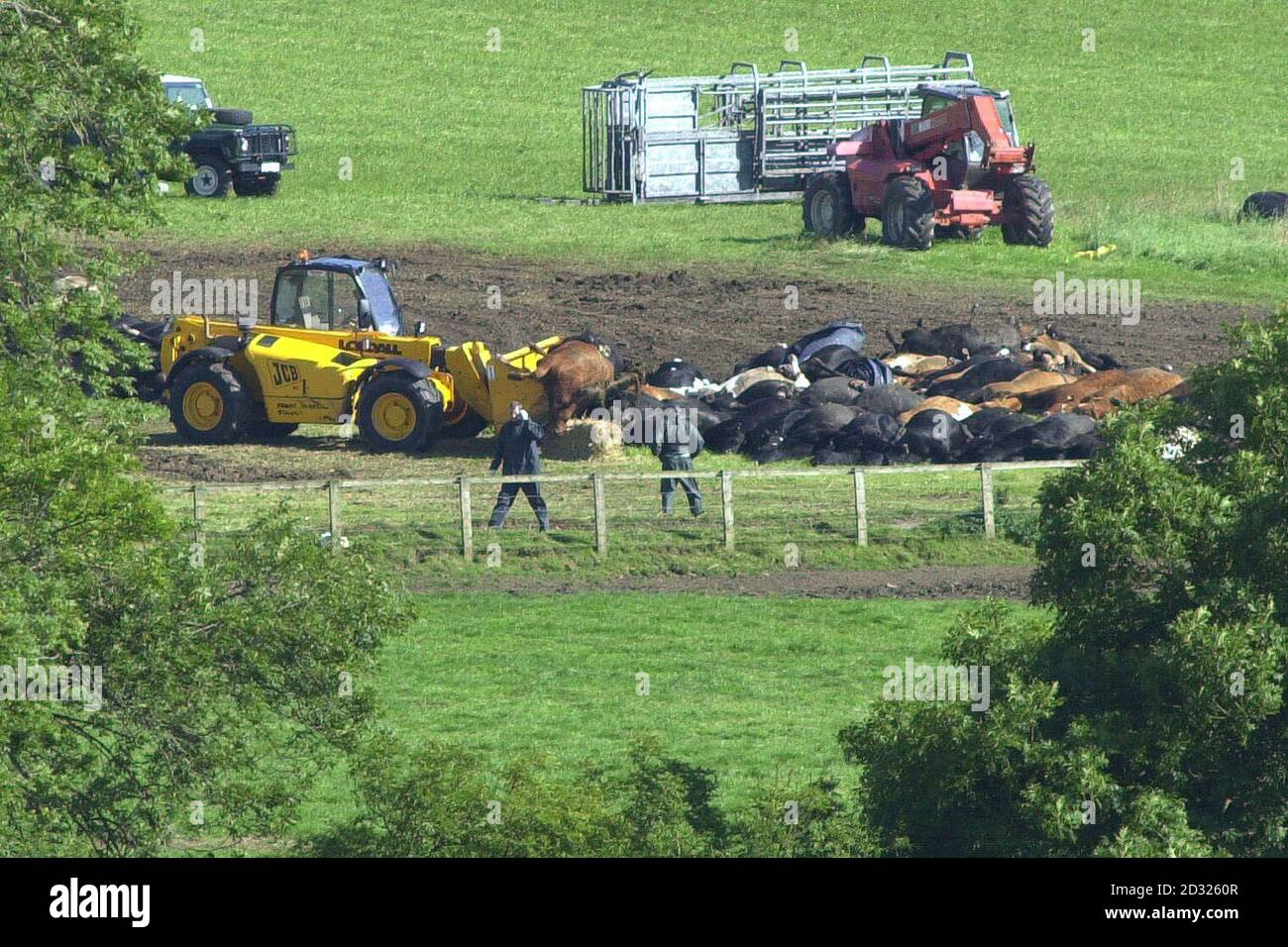 Slaughtered livestock at Greyside Farm at Newborough where Foot and ...