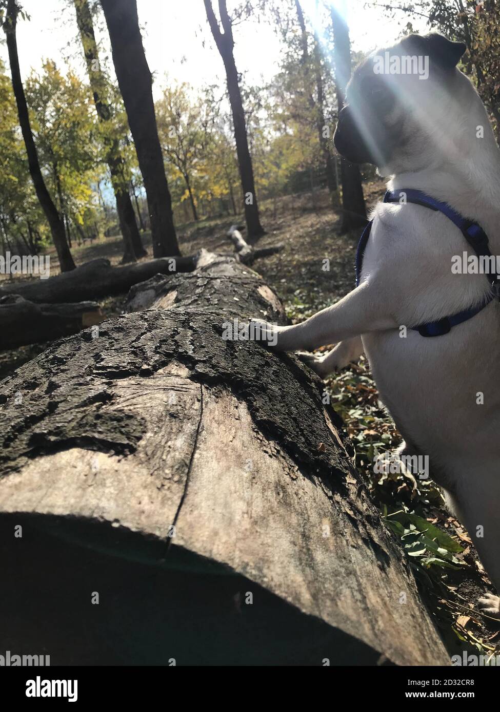 Pug dog standing on a log, sunshine coming in Stock Photo - Alamy