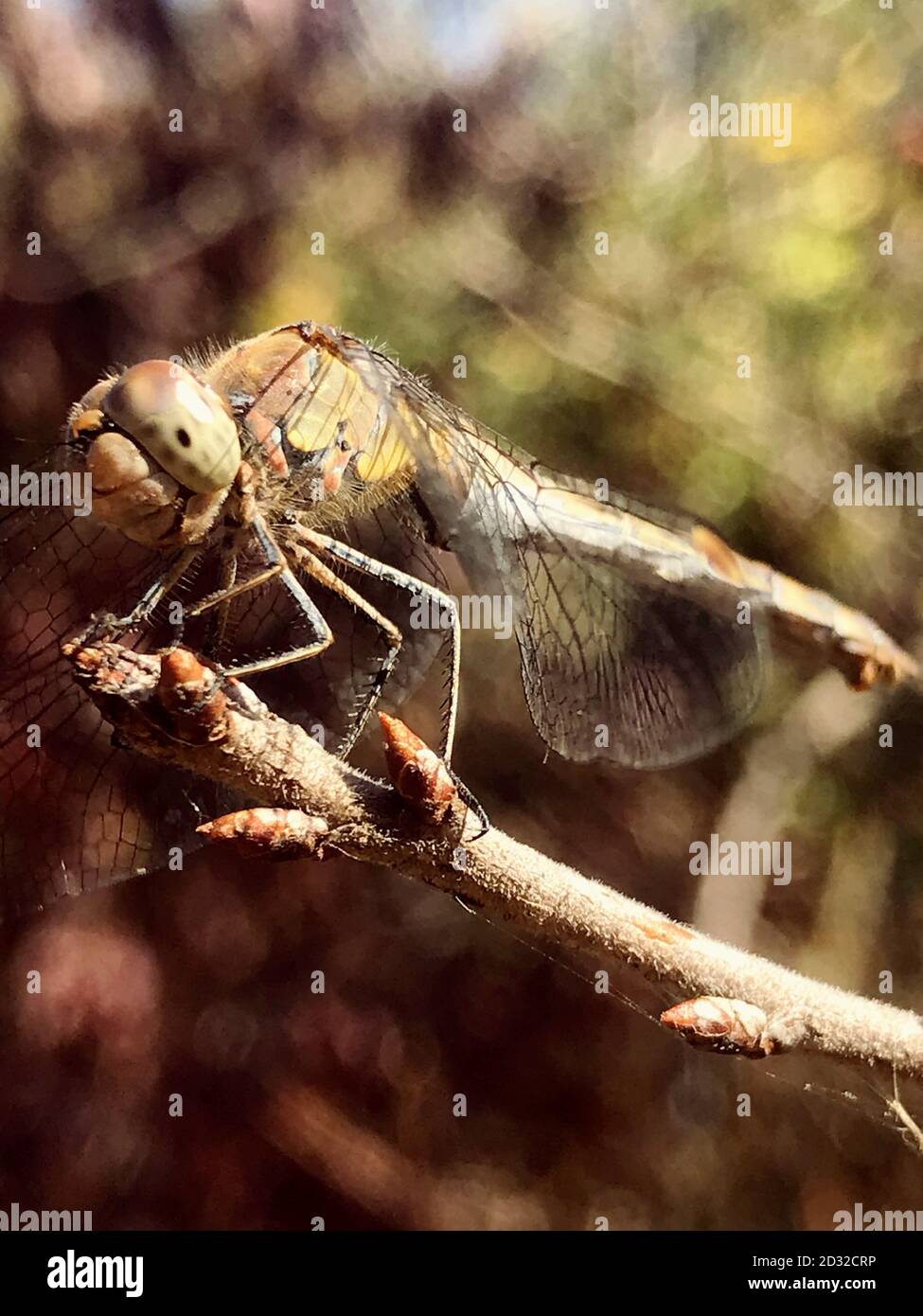 Lotus dragon fly hi-res stock photography and images - Alamy