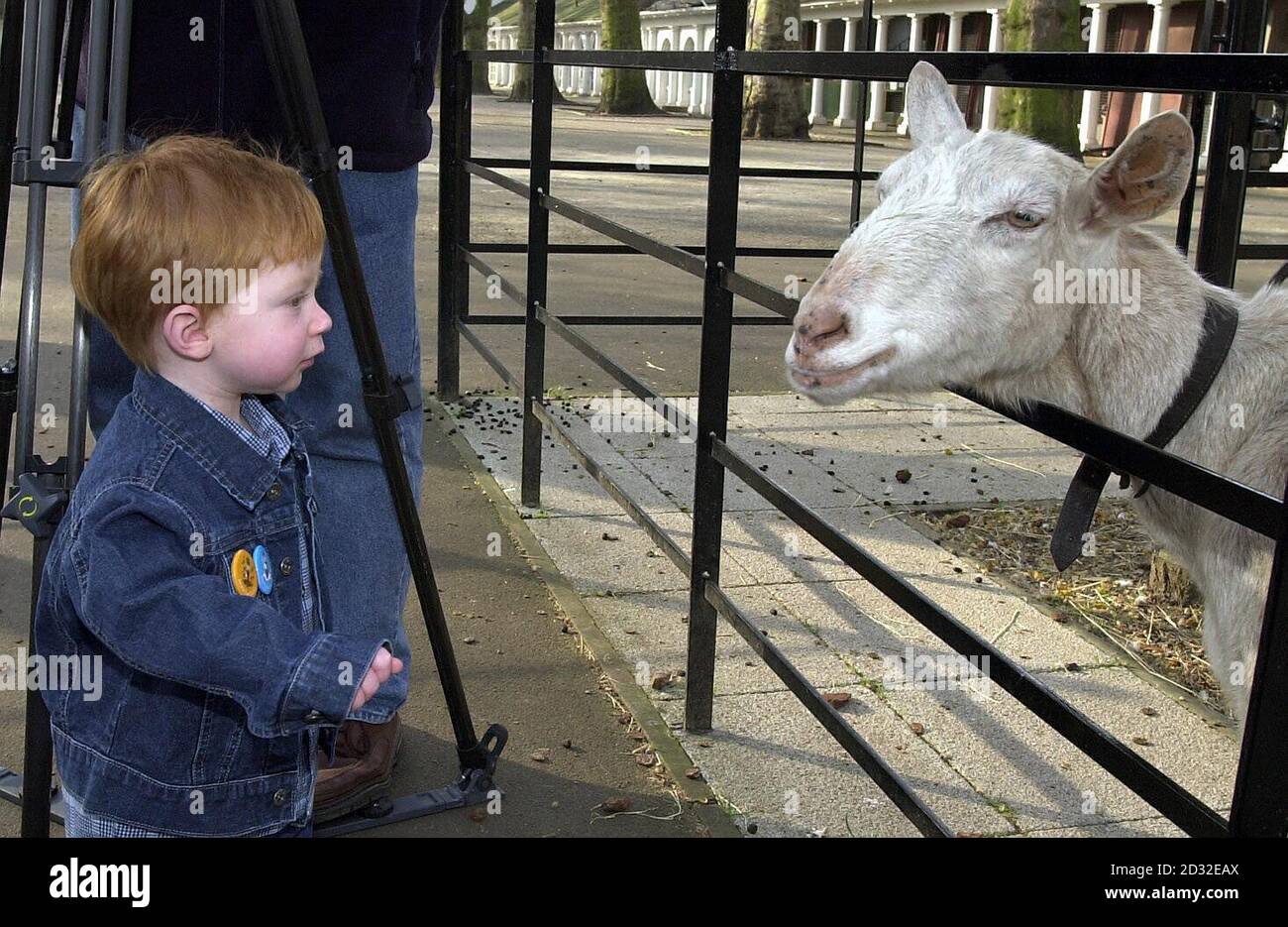 Goat hospital hi-res stock photography and images - Alamy