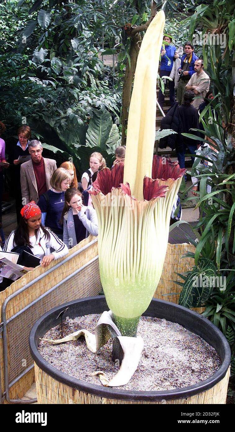 Rotting flesh flower hi-res stock photography and images - Alamy